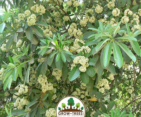 Blackboard Tree - Grow-Trees Blog