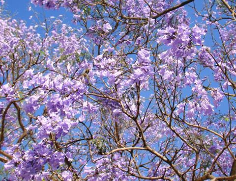 Blue Jacaranda - Grow-Trees Blog