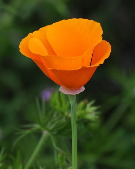 California poppy - Grow-Trees Blog