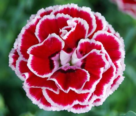 Carnation - Grow-Trees Blog