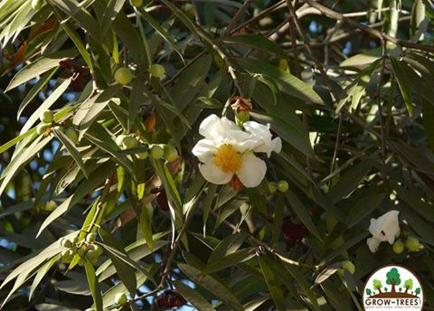 Ceylon Ironwood - Grow-Trees Blog