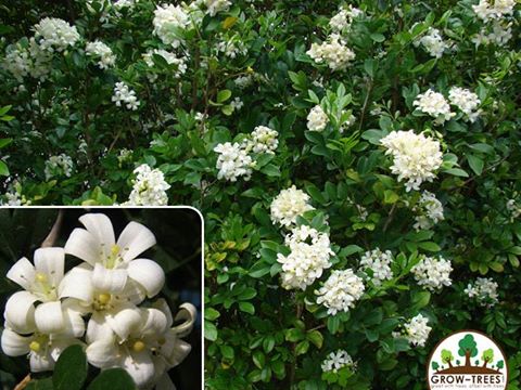 Chinese Box tree - Grow-Trees Blog