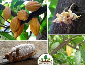 Cocoa Tree - Grow-Trees Blog