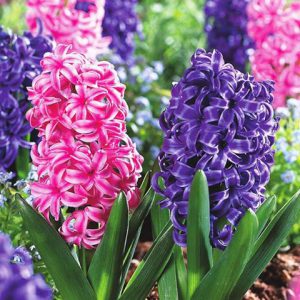 Garden Hyacinth - Grow-Trees Blog
