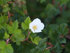 Mountain Raspberry - Grow-Trees Blog
