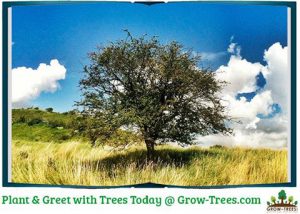 Poem_Tina Mcintosh - Grow-Trees Blog