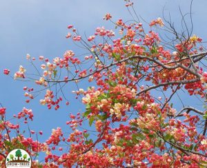 Rainbow Shower Tree - Grow-Trees Blog