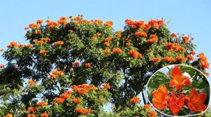 Rudra Palash – Grow-Trees Blog