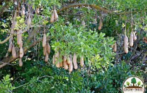 Sausage Tree - Grow-Trees Blog