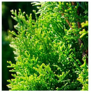 Thuja - Grow-Trees Blog