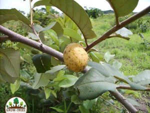 African Custard Apple - Grow-Trees Blog