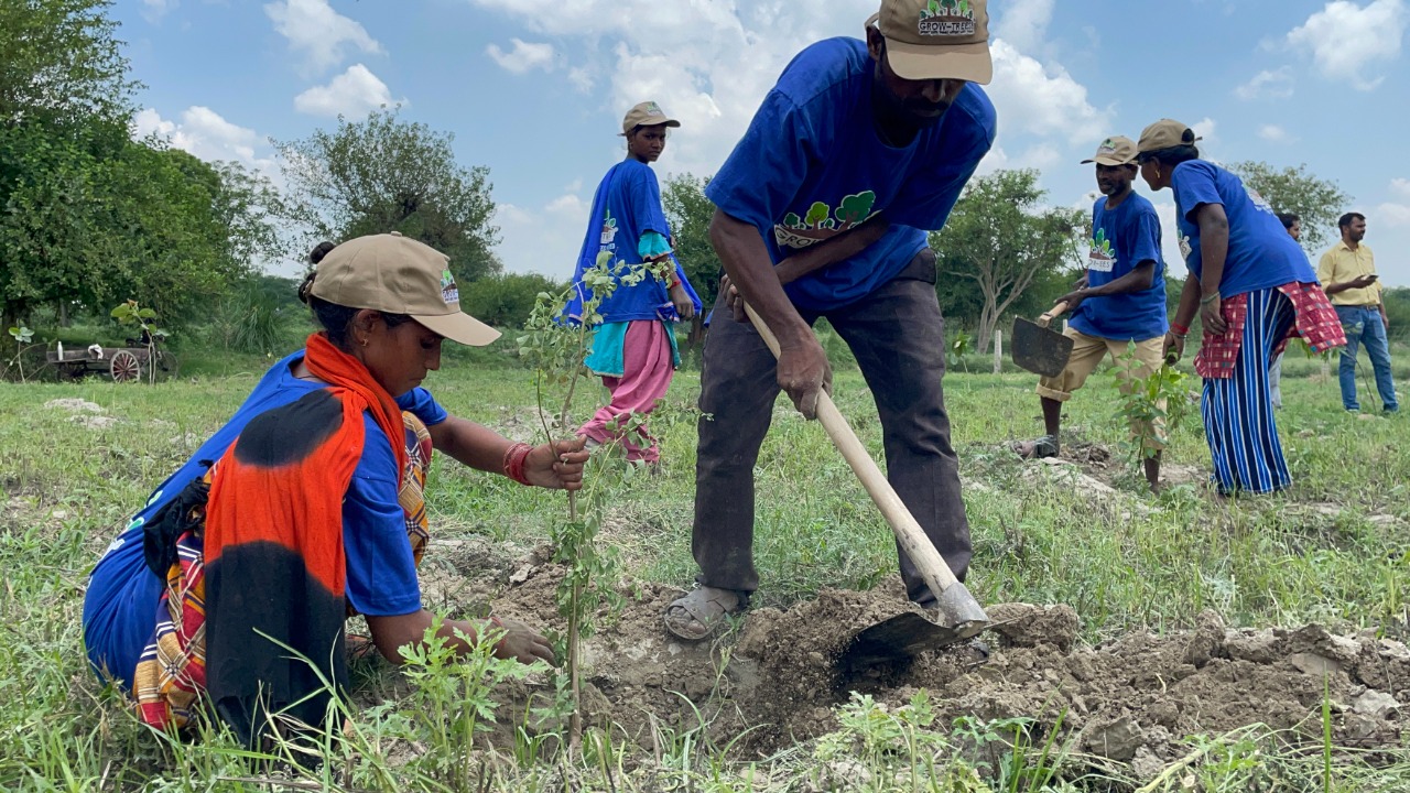 Our cities need more trees! - Grow-Trees Blog