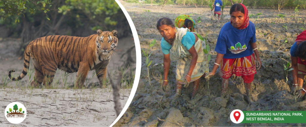 Tree plantation and Tiger Conservation working together towards ...