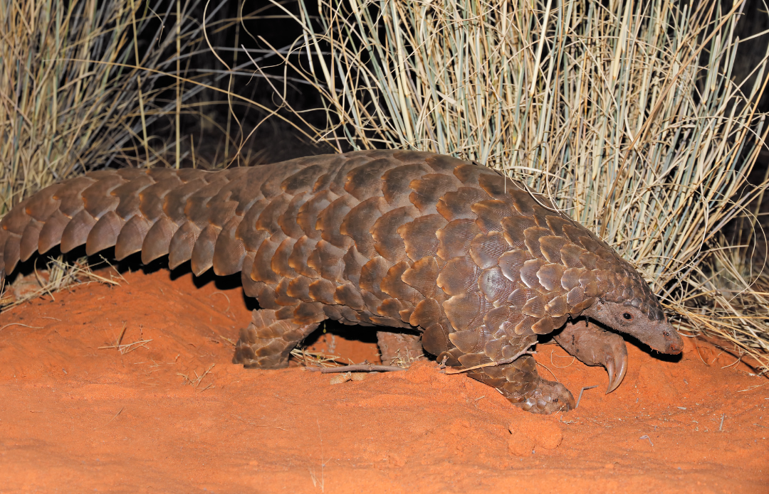 Trees for Sunda Pangolin - Planting Hope - Grow-Trees Blog