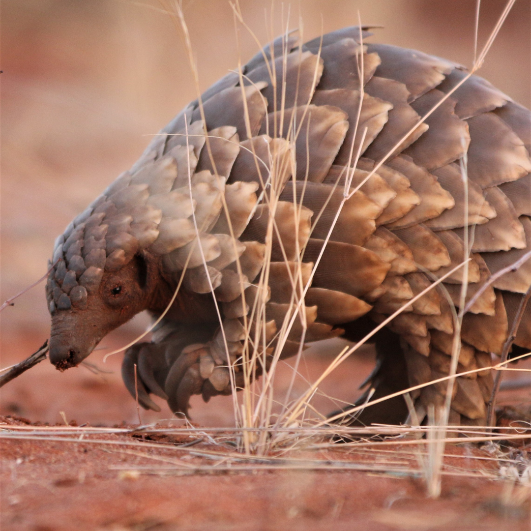 Trees for Sunda Pangolin - Planting Hope - Grow-Trees Blog